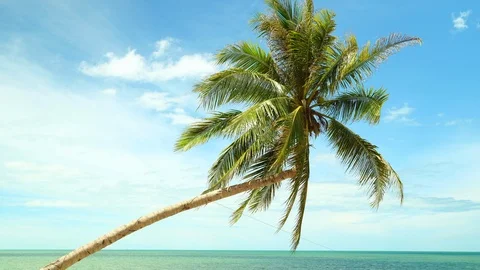 Scenic of a bend coconut tree on a tropi... | Stock Video | Pond5