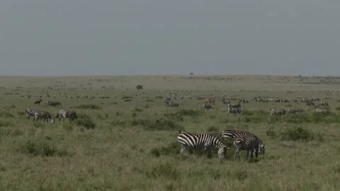 Kenya Animals Stock Video Footage | Royalty Free Kenya Animals Videos ...