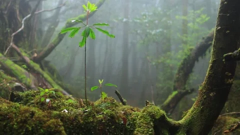 Forest Tree Fog Stock Videos – Royalty-Free HD & 4K Videos | Pond5