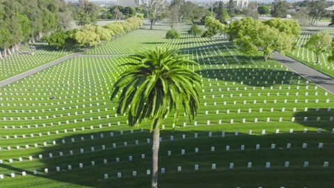 Scenic palm tree in memorial park dedica... | Stock Video | Pond5