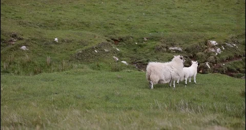 Scenic Scotland meadows with sheep in tr... | Stock Video | Pond5