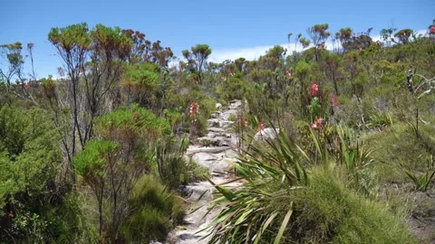Scenic Stone Pathway in Lush Green Lands... | Stock Video | Pond5