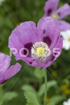 Photograph: Schlafmohn, Schlaf-Mohn, Blaumohn, Blau-Mohn (Papaver ...
