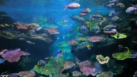 A school of animated fish swimming aroun... | Stock Video | Pond5
