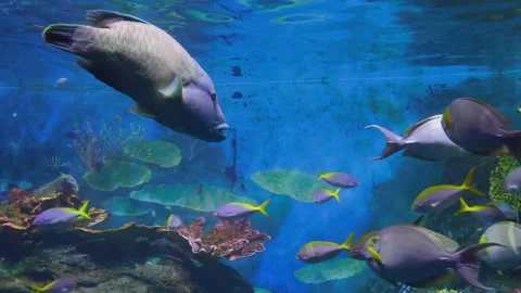 Animated Fish Swimming Stock Videos – Royalty-Free HD & 4K Videos