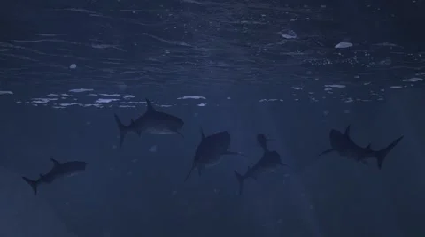 Animated Shark Swimming Stock Footage ~ Royalty Free Stock Videos | Pond5