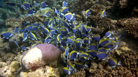 School of beautiful blue fish on backgro... | Stock Video | Pond5