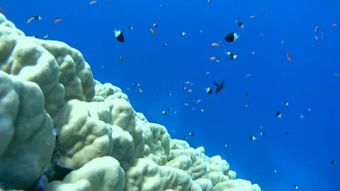 School of Bicolor Damselfish, Chromis di... | Stock Video | Pond5