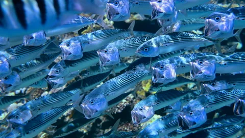 Scary Ocean Stock Footage ~ Royalty Free Stock Videos | Pond5