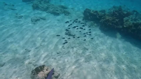 A school of Blue Tang fish swimming alon... | Stock Video | Pond5