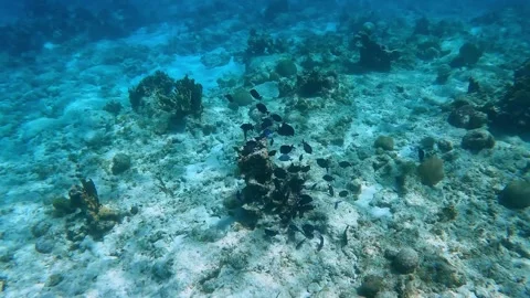 A school of Blue Tang fish swimming alon... | Stock Video | Pond5