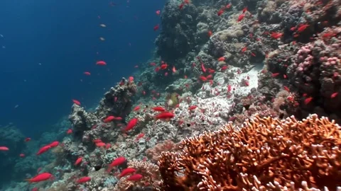 School of bright orange fish on clean bl... | Stock Video | Pond5