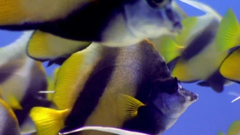 Butterfly Sea From Background Stock Videos – Royalty-Free HD & 4K Videos