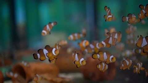 School of clownfish nursery tropical fis... | Stock Video | Pond5