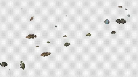 Fish Alpha Stock Footage ~ Royalty Free Stock Videos | Pond5