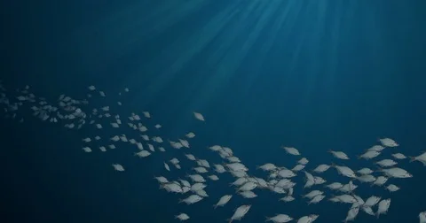 School of Fish Animation | Stock Video | Pond5