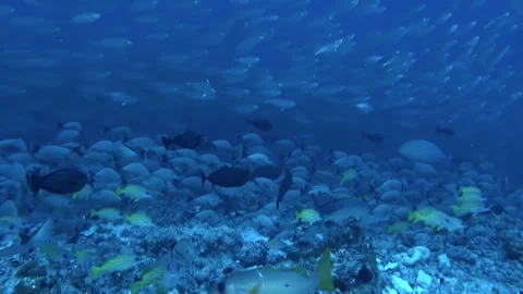School of fish appeared to dance as they... | Stock Video | Pond5