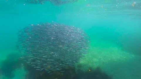 School of fish bait ball of anchovy unde... | Stock Video | Pond5