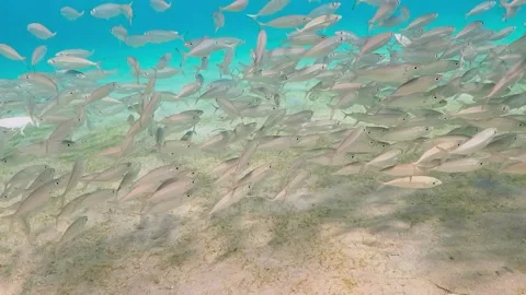 Scad Stock Video Footage | Royalty Free Scad Videos | Pond5