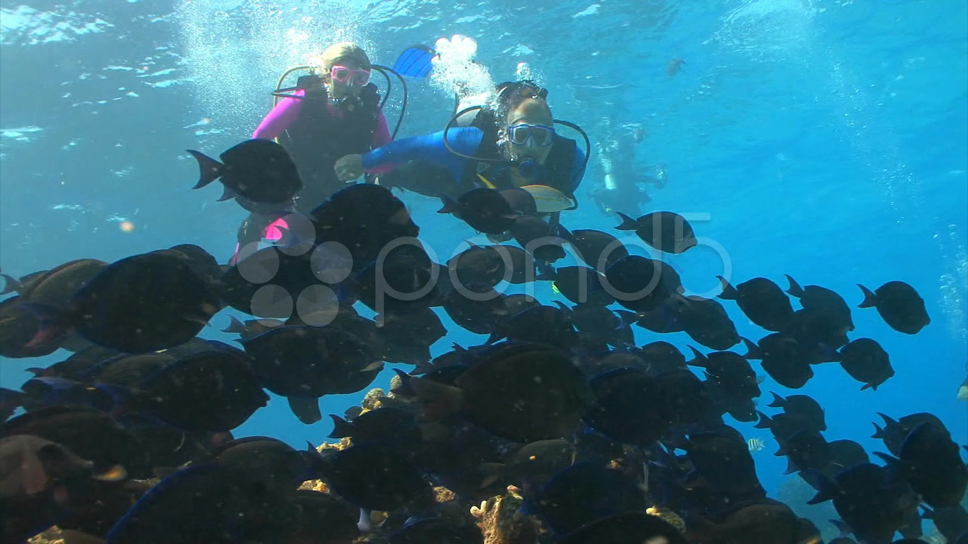 Blue Tang School Large School Of Blue Tang Tropical Fish On A Reef