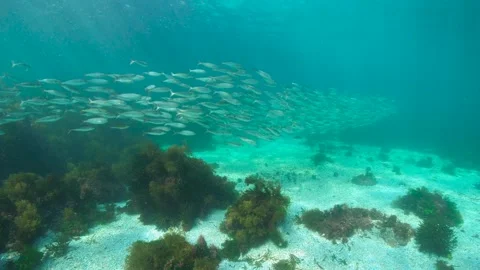 Bogues Stock Video Footage | Royalty Free Bogues Videos | Pond5