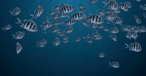 Cg Fish Stock Videos – Royalty-Free HD & 4K Videos | Pond5