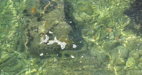 School of fish fry swim in shallow water... | Stock Video | Pond5