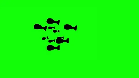 School of fish, Green Screen Chromakey. ... | Stock Video | Pond5