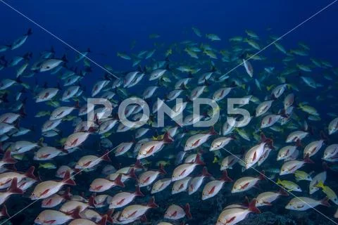 School of fish Humpback Red Snapper Lutjanus gibbus in blue water ...