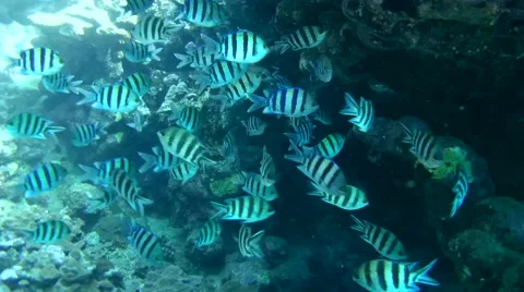 School of fish Indo-Pacific sergeant (Ab... | Stock Video | Pond5