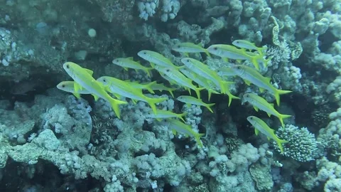 school of fish on the reefs of the Red S... | Stock Video | Pond5
