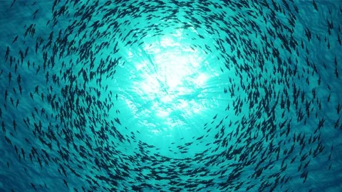 School Fish Circle Stock Video Footage | Royalty Free School Fish ...