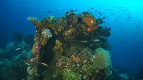 School of fish on sunken ship wreck in u... | Stock Video | Pond5