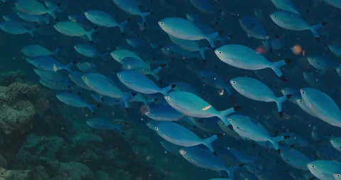 School of fish swim underwater at twilig... | Stock Video | Pond5