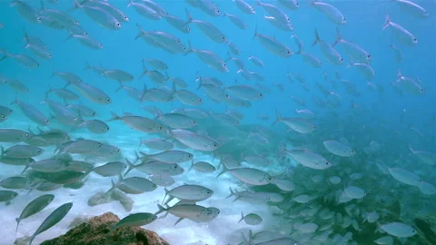 School of Fish Swimming in Blue Ocean Wa... | Stock Video | Pond5
