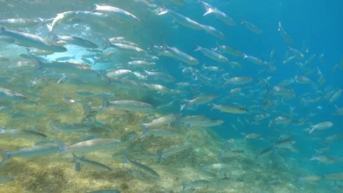 Mullet Fish Stock Footage ~ Royalty Free Stock Videos | Pond5