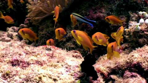 School fish underwater relax background ... | Stock Video | Pond5