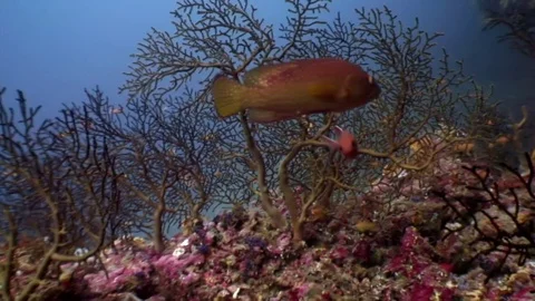 School fish underwater relax background ... | Stock Video | Pond5