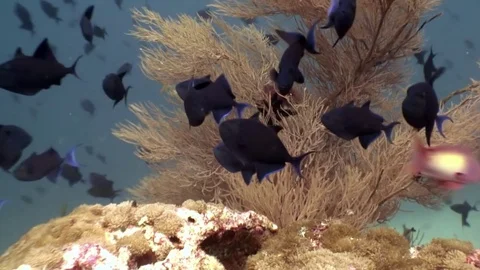 School fish underwater relax background ... | Stock Video | Pond5