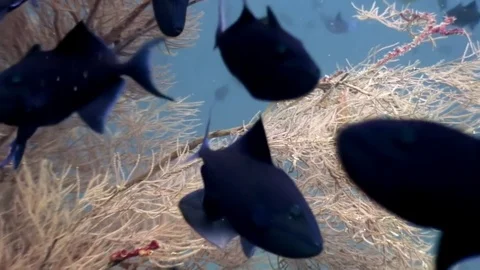 School fish underwater relax background ... | Stock Video | Pond5