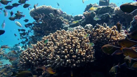 School of fishes Vanikoro Sweeper swims ... | Stock Video | Pond5