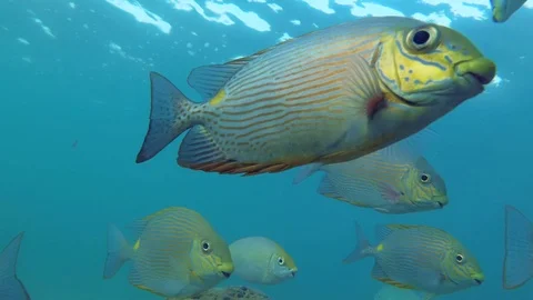 School of Golden-lined spinefoot - Sigan... | Stock Video | Pond5
