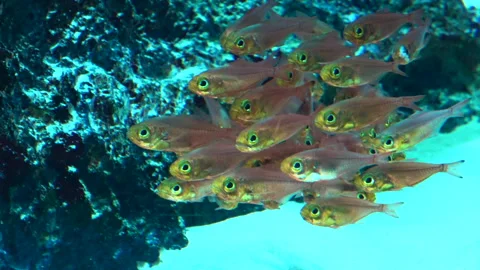 School of the golden sweeper fish swimmi... | Stock Video | Pond5