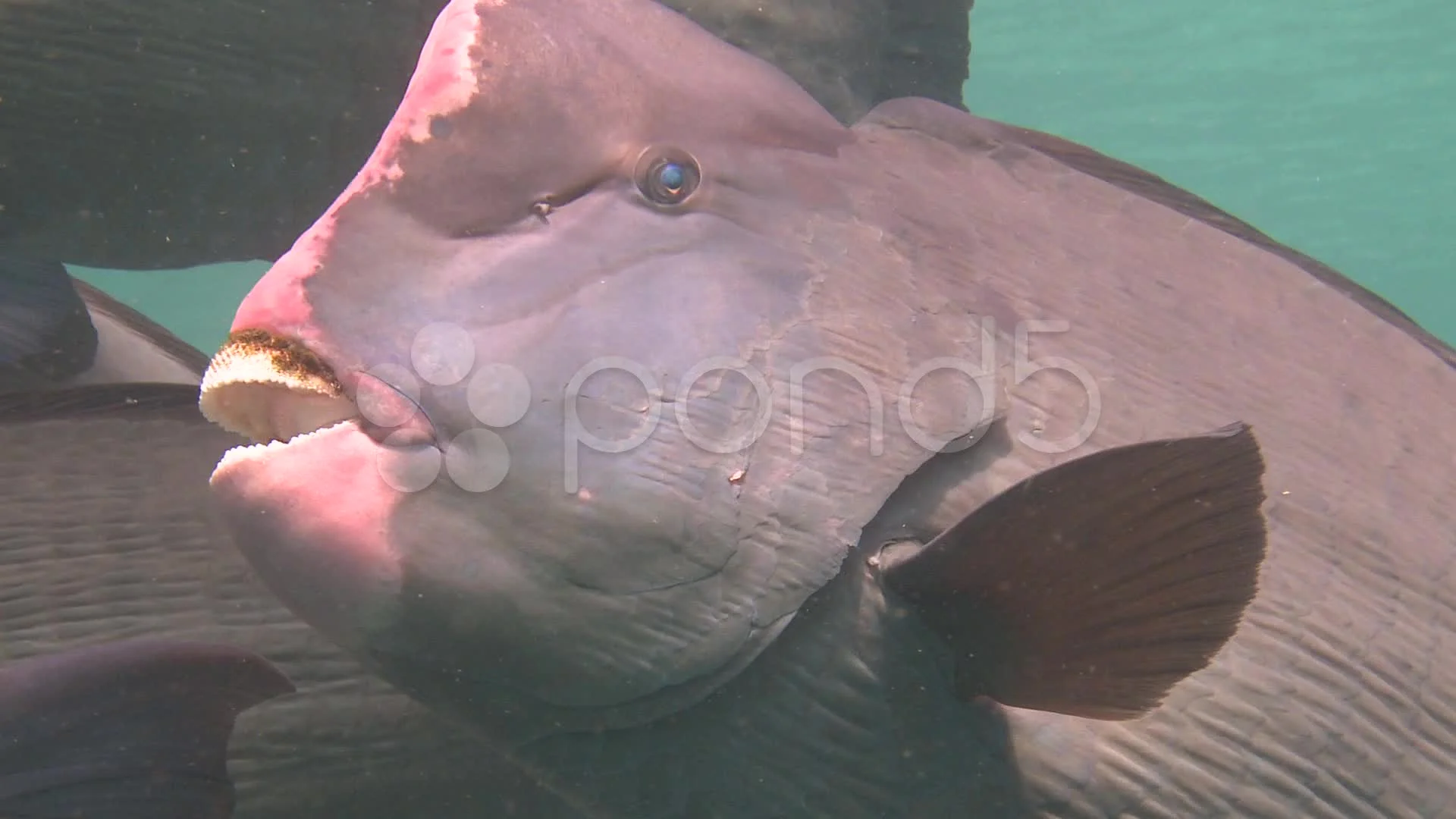 Humphead Parrotfish Teeth