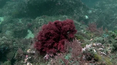 School of Incredible tuna fish flute und... | Stock Video | Pond5