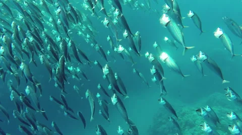 school of Indian mackerel feeding in Red... | Stock Video | Pond5