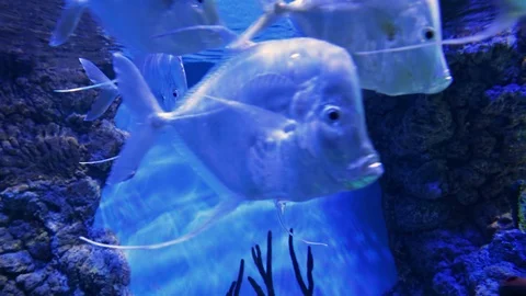 A school of Indian threadfish fishes swi... | Stock Video | Pond5