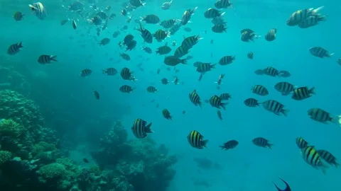 school of Indo-Pacific sergeant (Abudef... | Stock Video | Pond5