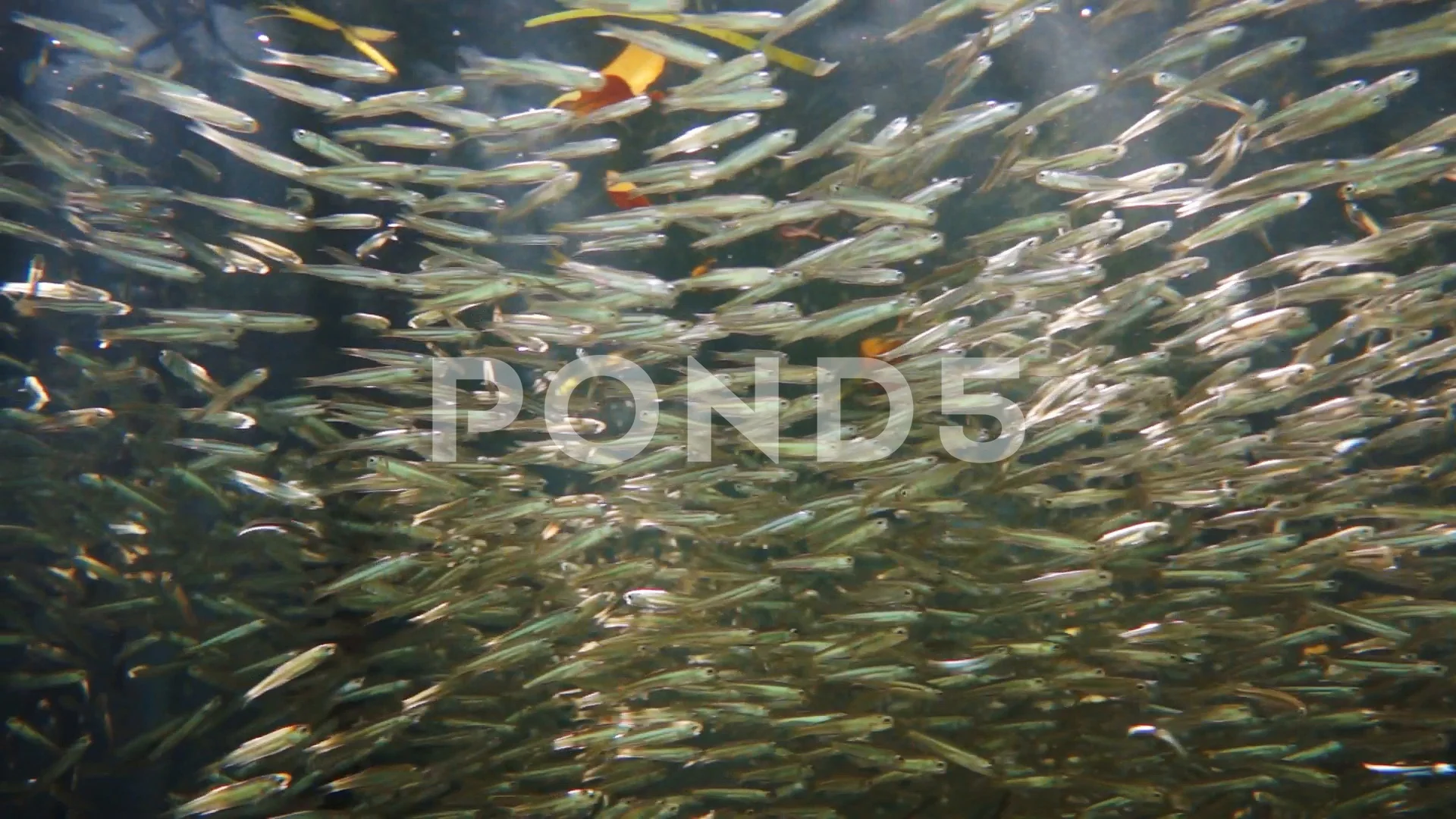 Mangroves Underwater Fish