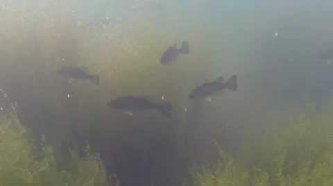 School of Largemouth Bass Fish in Freshw... | Stock Video | Pond5